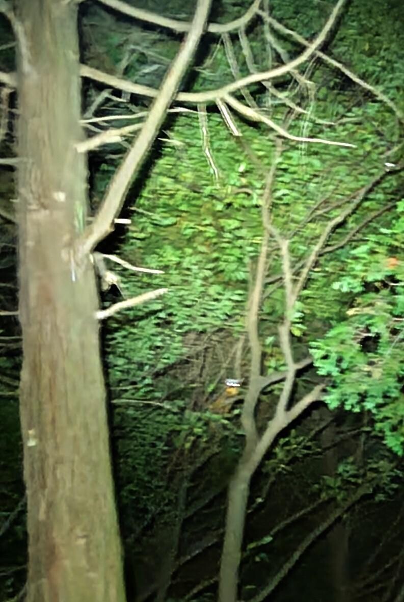 金剛山 太尾東⤴もみじ谷⤵ / PAGUさんの葛城修験エリアマップ（金剛山周辺）の活動日記 | YAMAP / ヤマップ