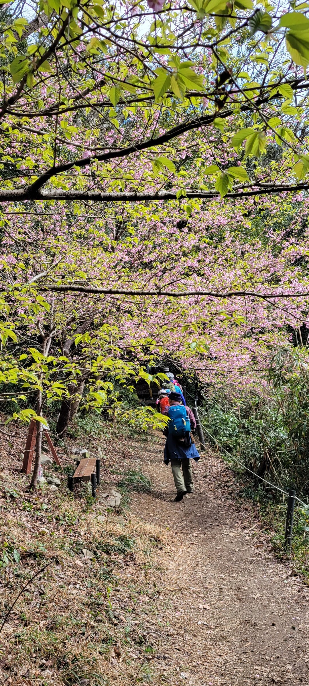 城山 / Kyonkyonさんの湯川山・城山・孔大寺山の活動データ | YAMAP / ヤマップ