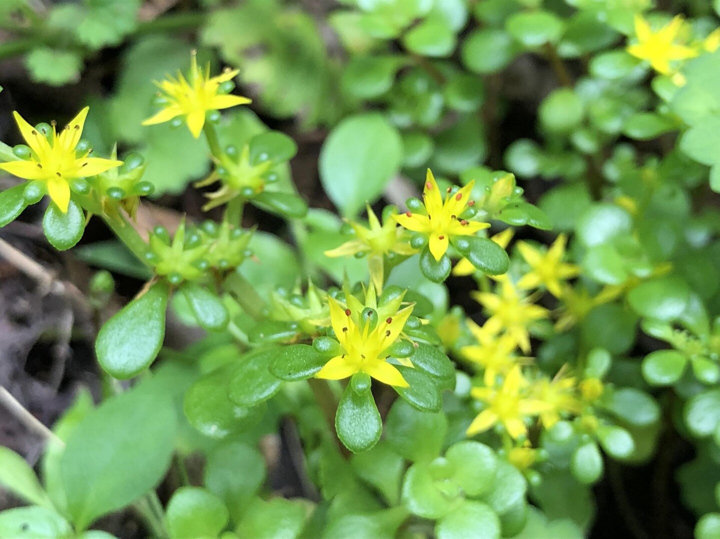 百々ヶ峰🌱⭐️ / yukoさんの百々ヶ峰・源太峰の活動データ | YAMAP / ヤマップ