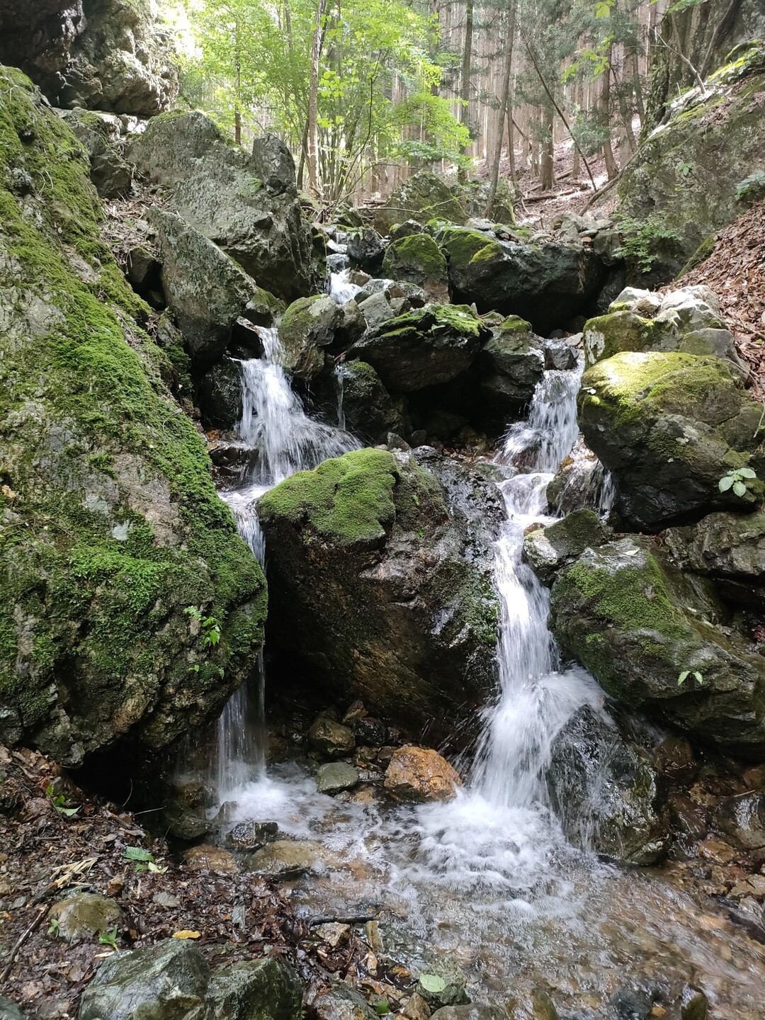 梅雨どき鳴神山 / hirokyuuさんの鳴神山・吾妻山の活動データ | YAMAP / ヤマップ