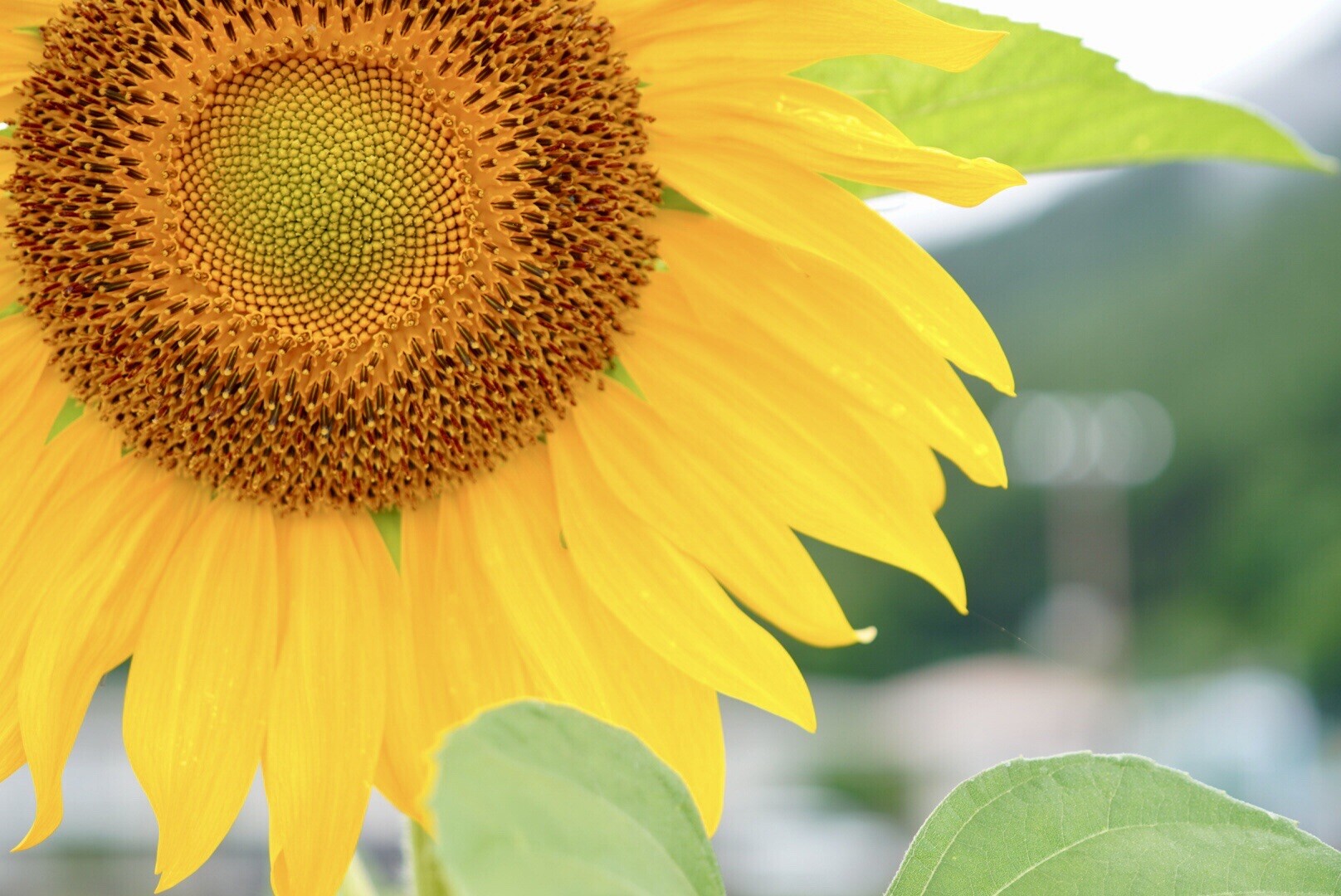 8月5日、河口湖湖上祭に行って来ました。... / ma-sa-kiさんのモーメント | YAMAP / ヤマップ