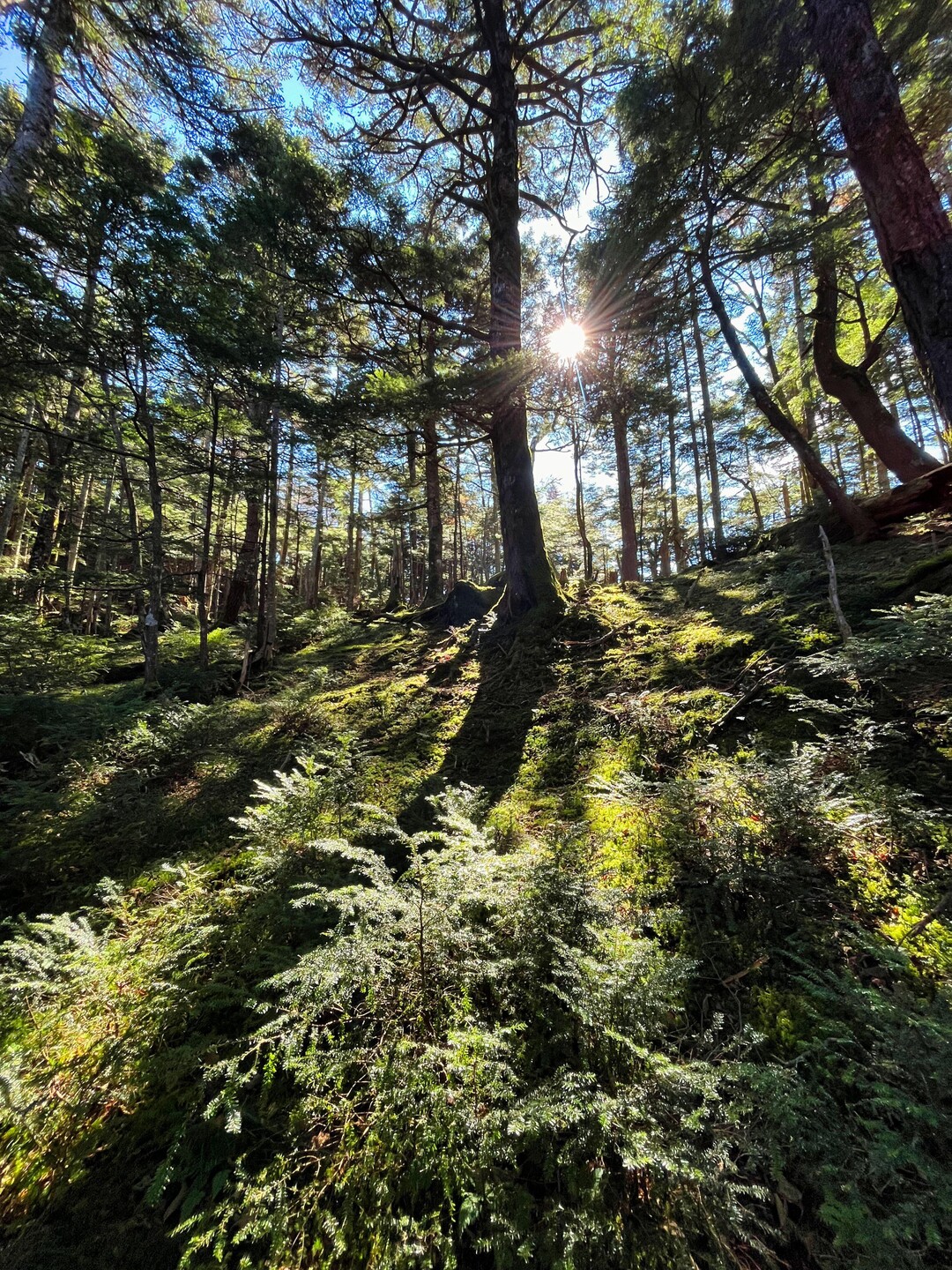 三岳（みつだけ）・藪山バリエーション／Mt. Mitsudake in Nikko (Variation Route) / Tobyさんの男体山の活動データ | YAMAP / ヤマップ