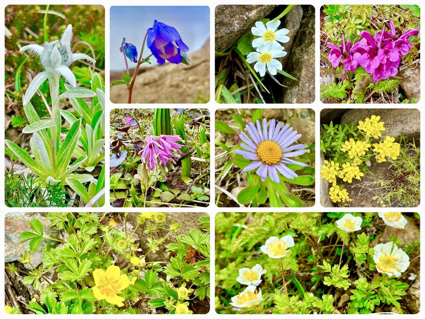 早池峰山🏔️ 花百名山ｳｯﾄﾘﾊｲｸ🌸 / yukiさんの早池峰山・薬師岳・鶏頭山の活動データ | YAMAP / ヤマップ