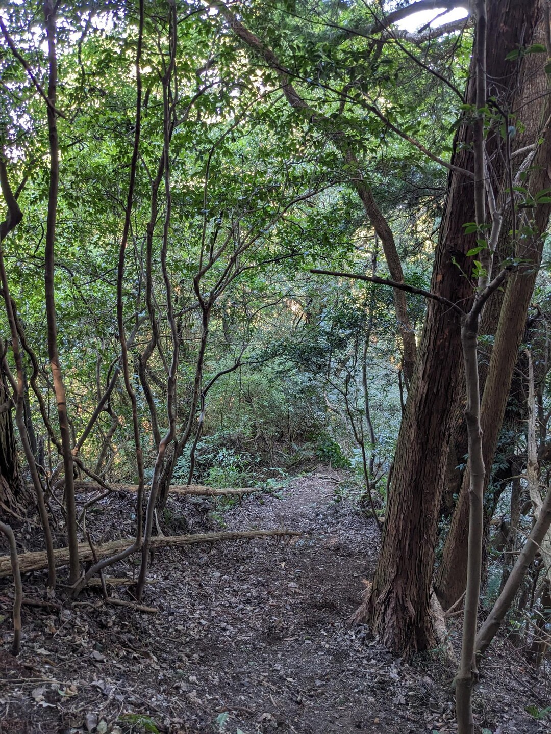 登山道整備④ / mkhkさんの高良山・発心山・鷹取山の活動データ | YAMAP / ヤマップ