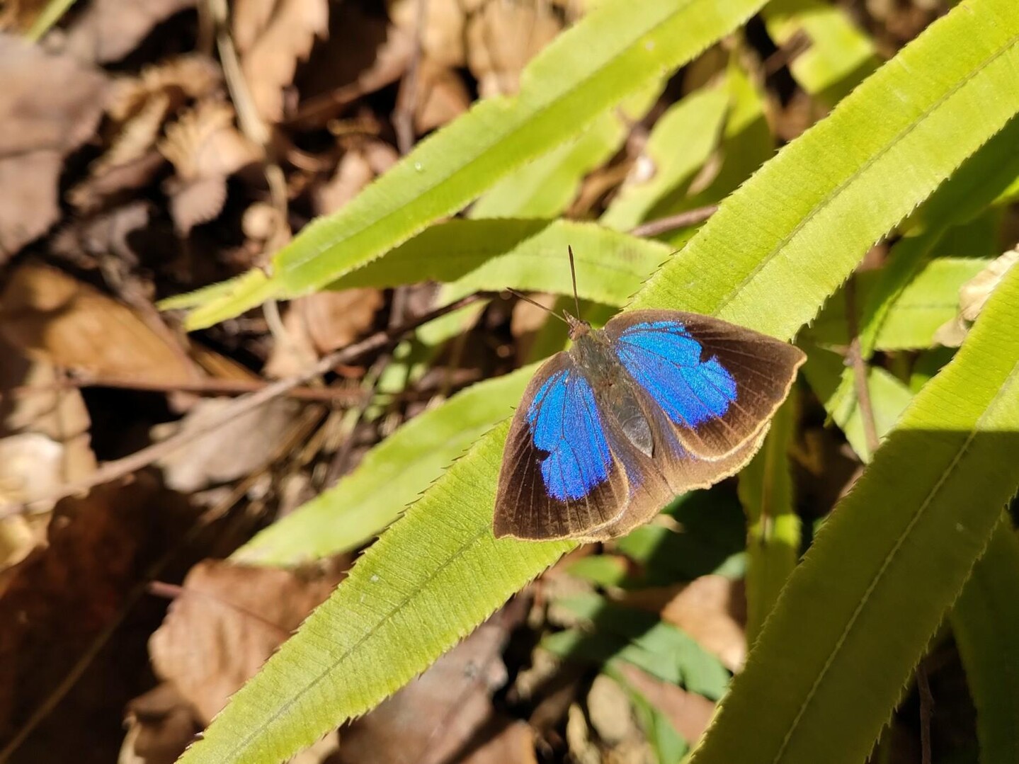 先日、山に登った時に会えたムラサキシジミ... / JICKさんのモーメント | YAMAP / ヤマップ