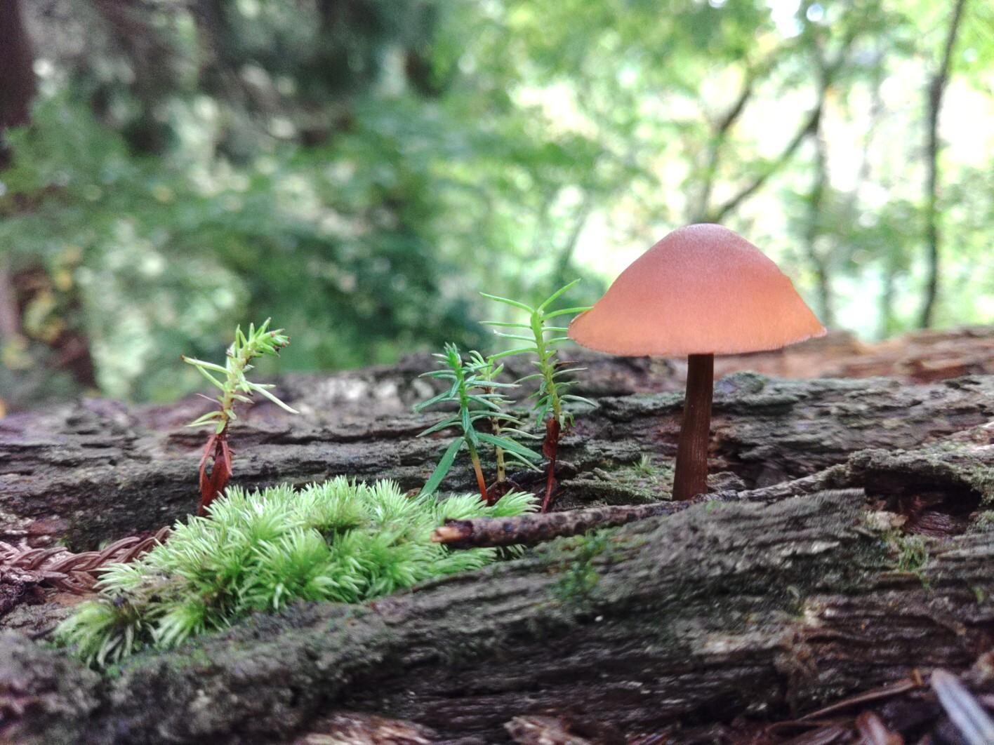 黒谷防雪壁 大野市散歩 / Mimさんの飯降山（御岳）の活動日記 | YAMAP / ヤマップ