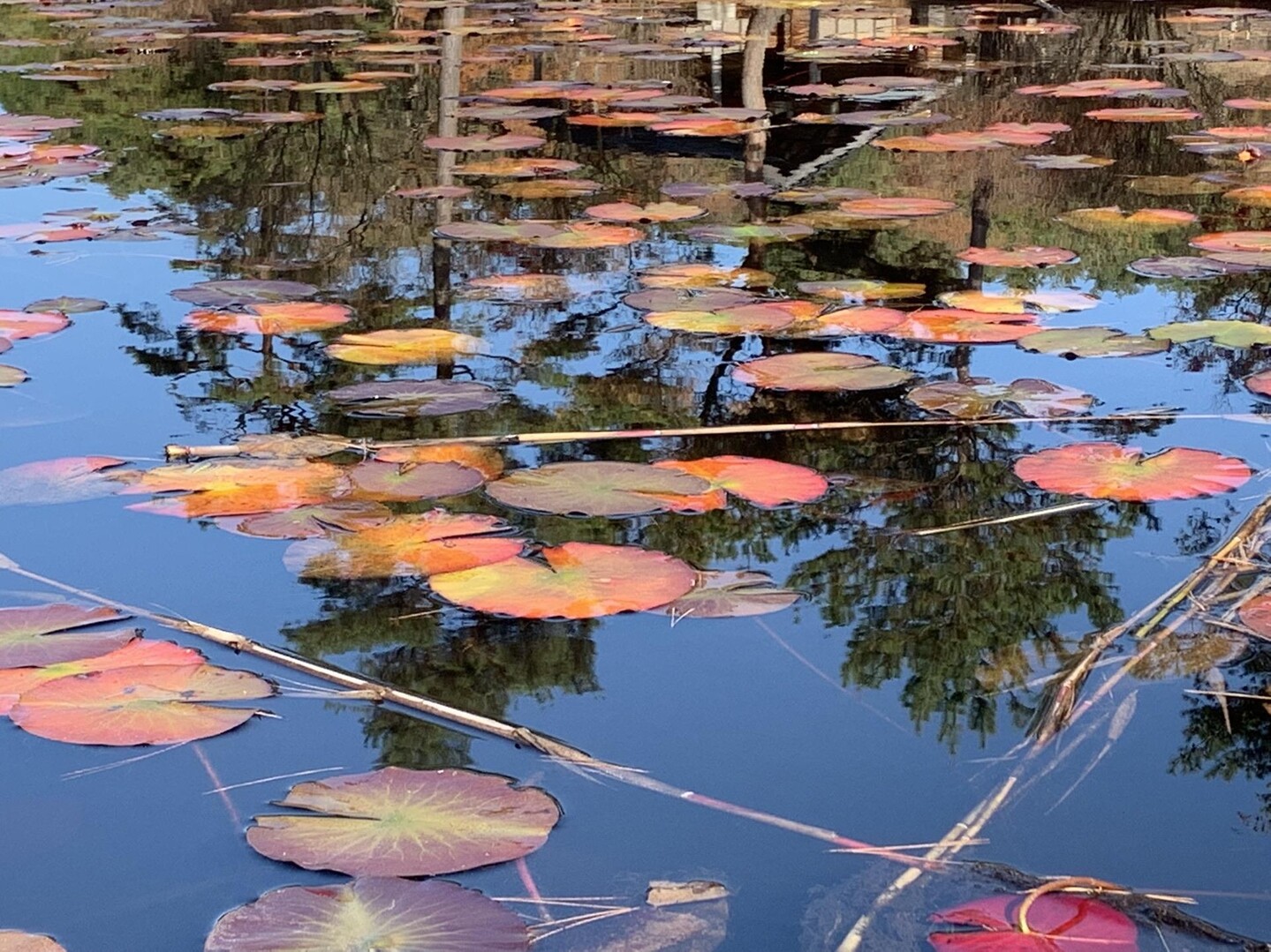 寒くなる前に、黒沢湿原へ / seekaさんのウォーキングの活動データ | YAMAP / ヤマップ