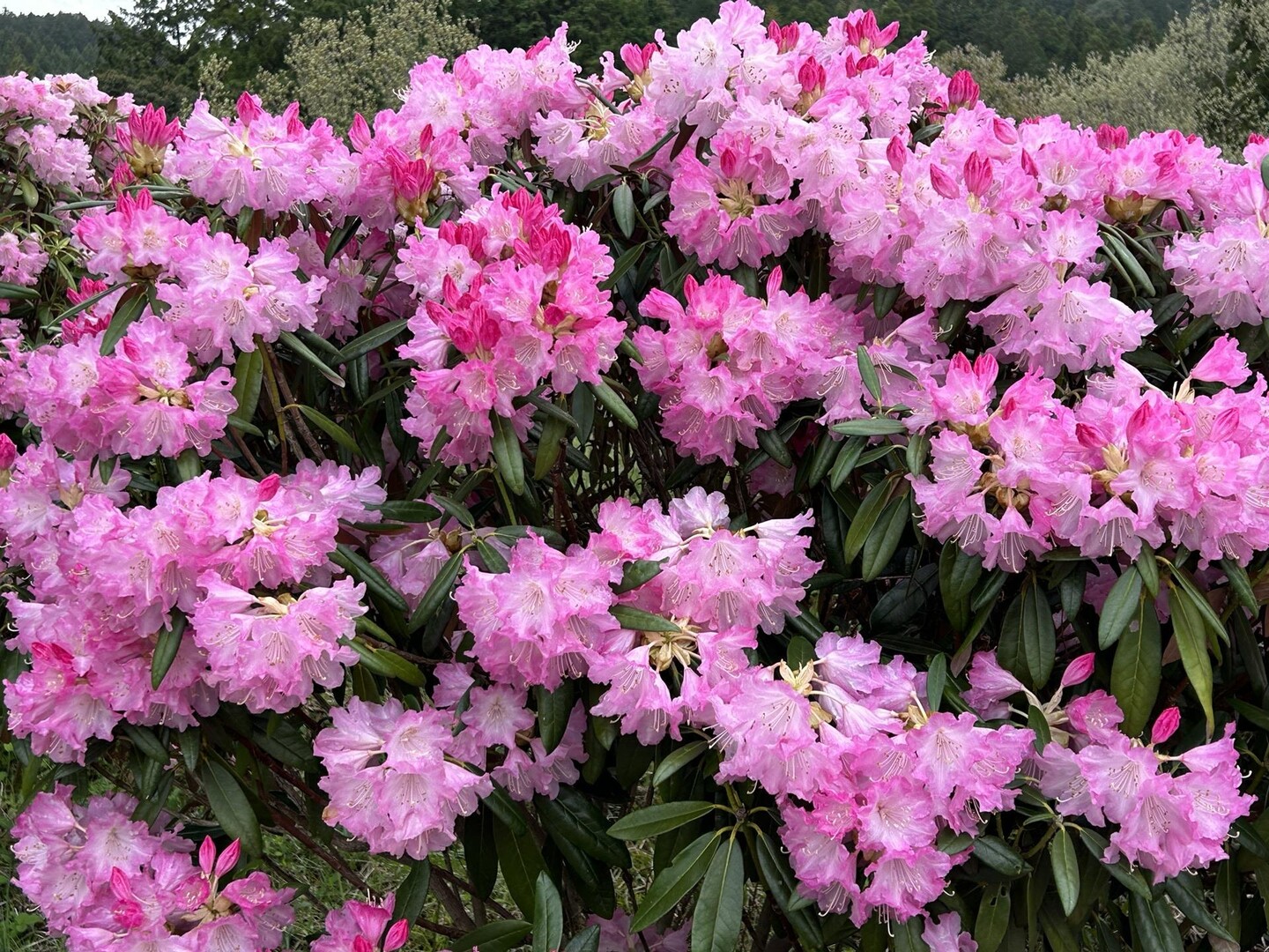 黒木へ向かう途中で、グリーンピア八女のシ... / yasuさんのモーメント | YAMAP / ヤマップ