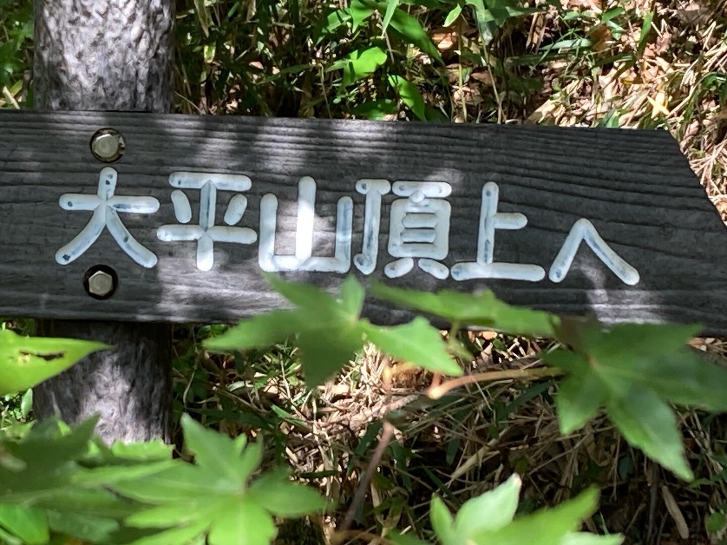 taoさんの投稿したフィールドメモ | YAMAP / ヤマップ