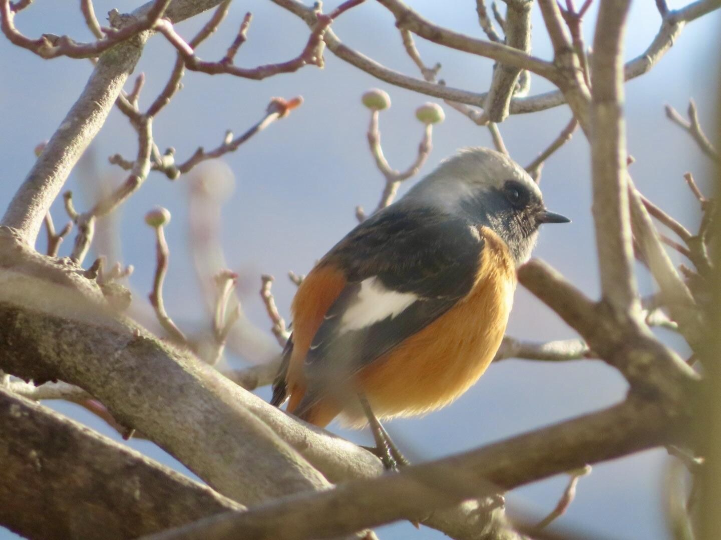 自宅の窓から野鳥観察 第19弾 ①〜⑤... / otaksaさんのモーメント | YAMAP / ヤマップ