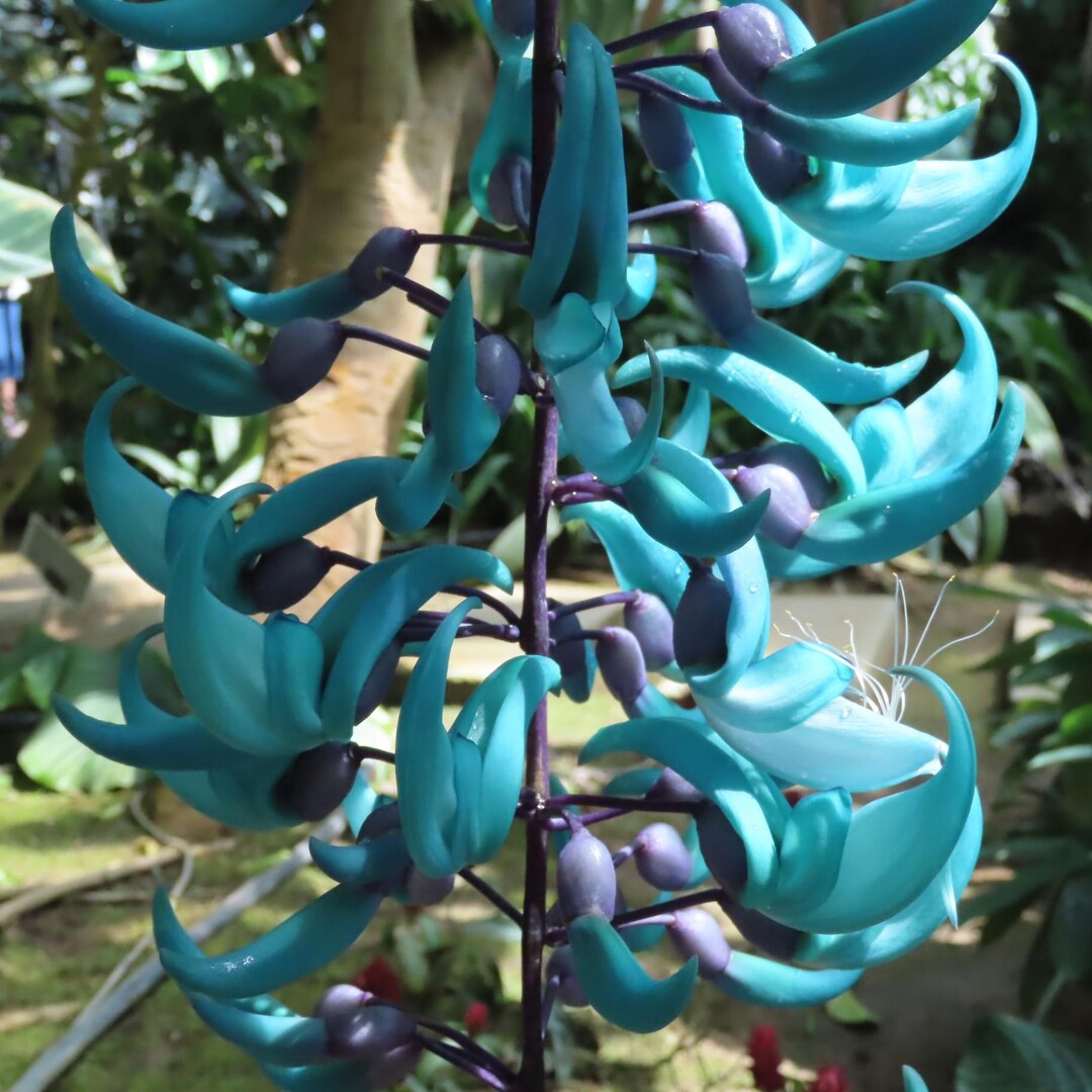 前回、筑波でヒスイカズラを見ることが出来... / hi-loさんのモーメント | YAMAP / ヤマップ