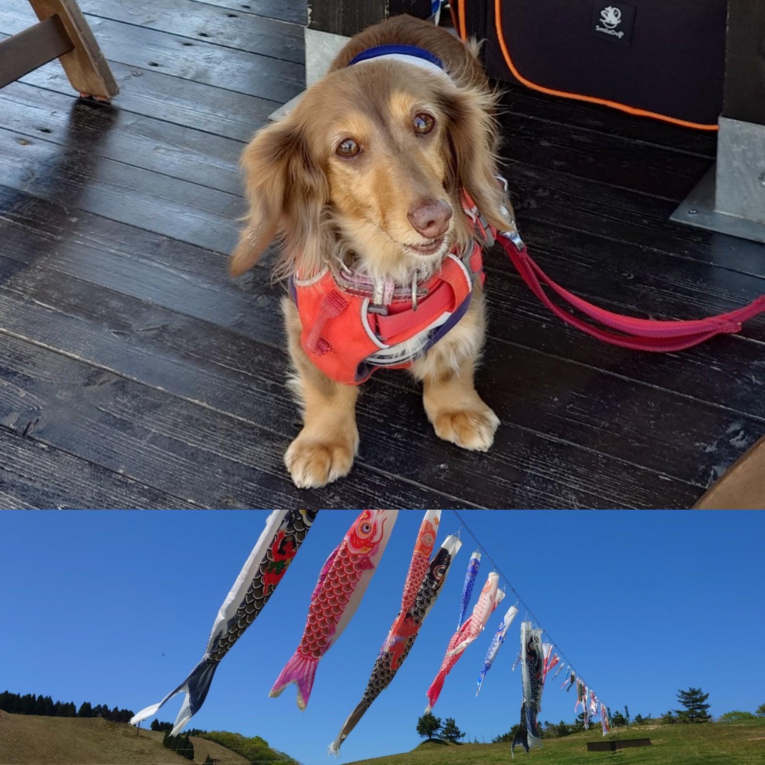 もんちむママは登りません🦦💦箱館山-2025-05-08 / Pakkun🚶 & もんちむ🐒さんの箱館山の活動データ | YAMAP / ヤマップ