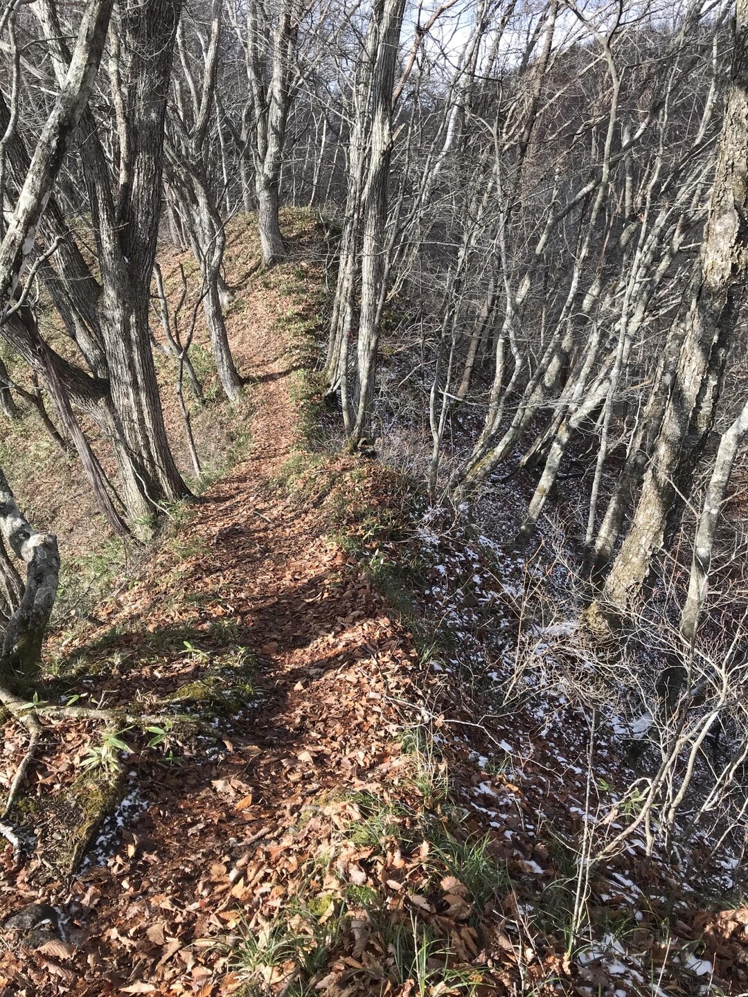 シーズン インの虫倉山 / TOK_KENさんさんの砂鉢山・虫倉山の活動データ | YAMAP / ヤマップ
