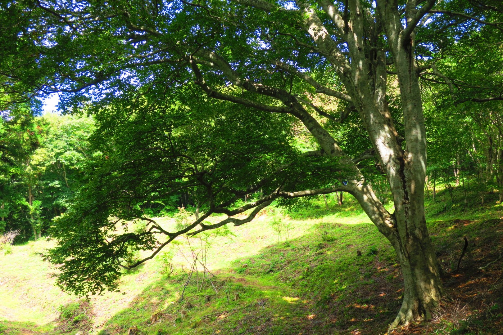 田村 矢大臣山、湯沢ブナ林、500年だそ... / kumasakiさんのモーメント | YAMAP / ヤマップ