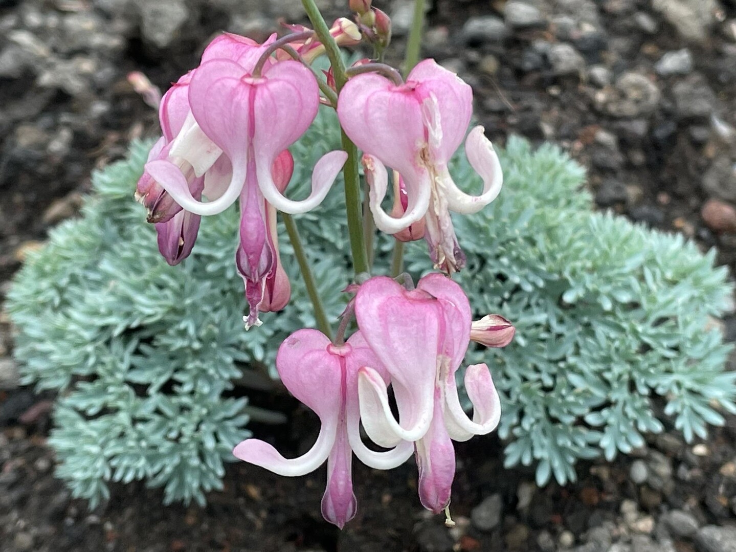 When you wish upon a star 🎋@岩手山 / やわさんの岩手山・黒倉山・鞍掛山の活動データ | YAMAP / ヤマップ