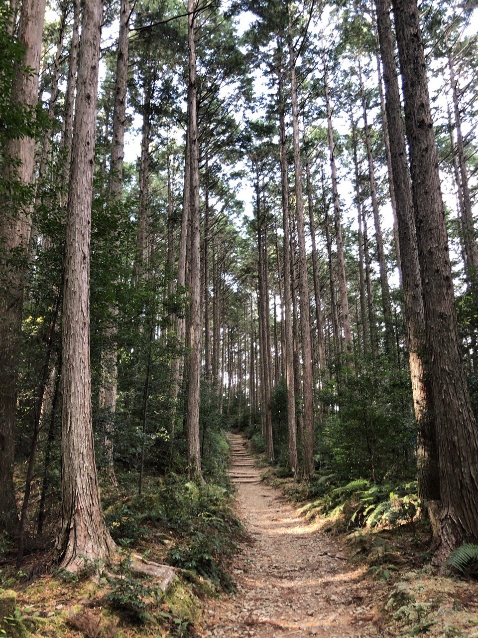 熊野古道ハイク-2020-12-19 / 恭子.kokoさんのウォーキングの活動データ | YAMAP / ヤマップ