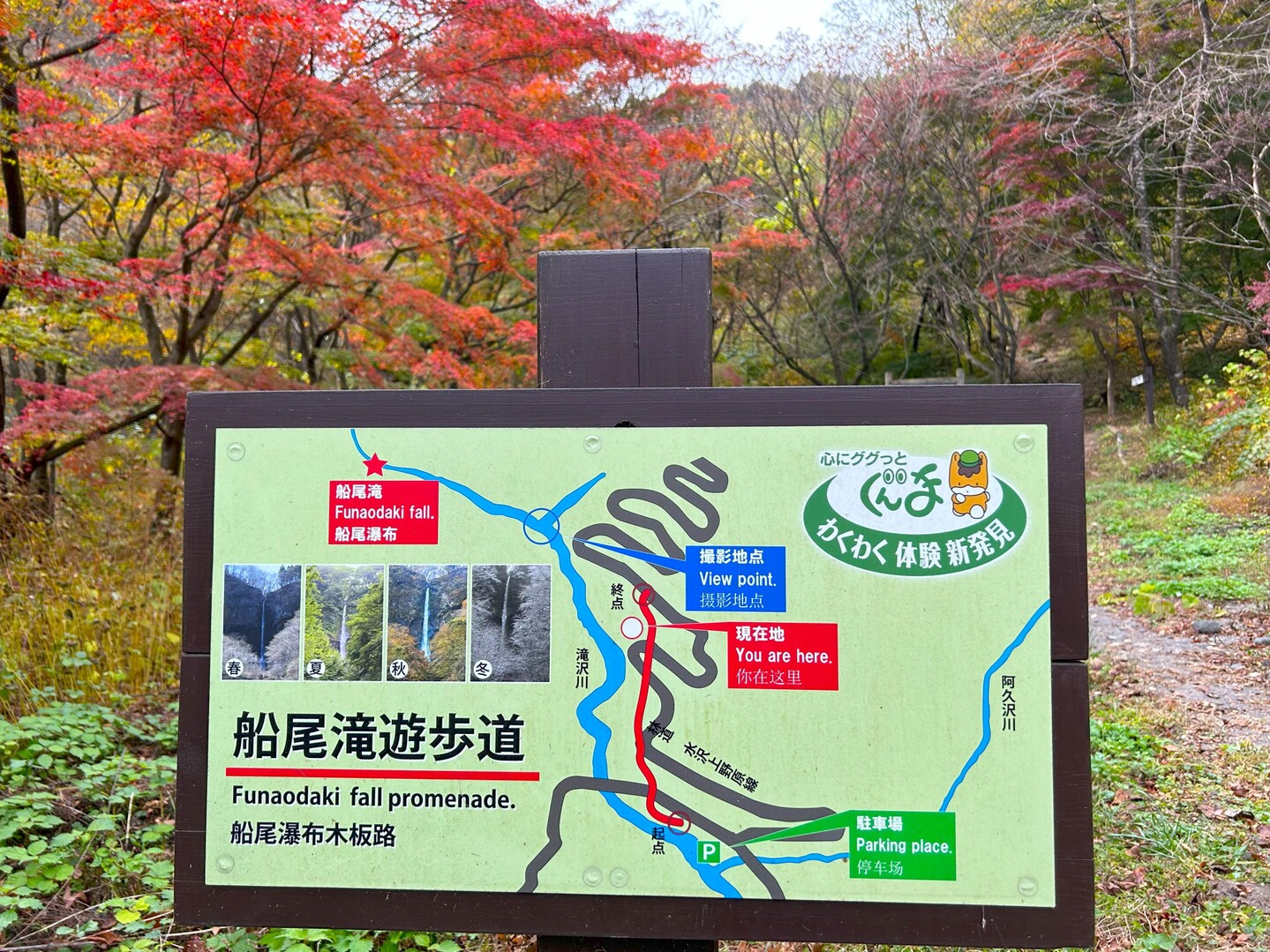 病み上がりのnanacoと船尾滝の紅葉偵... / ゆうやけさんのモーメント | YAMAP / ヤマップ