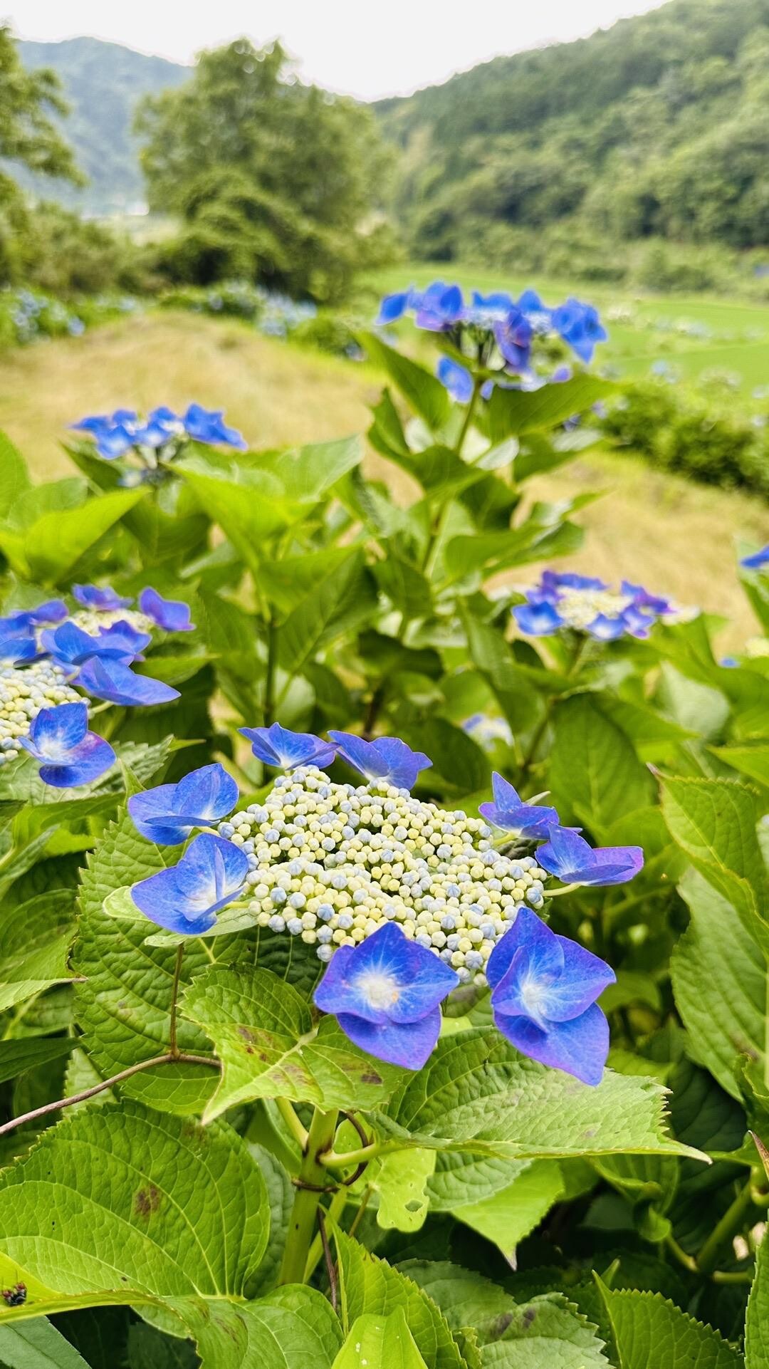 豊前市 枝河内 紫陽花 / Haroldさんの犬ヶ岳・求菩提山の活動データ | YAMAP / ヤマップ