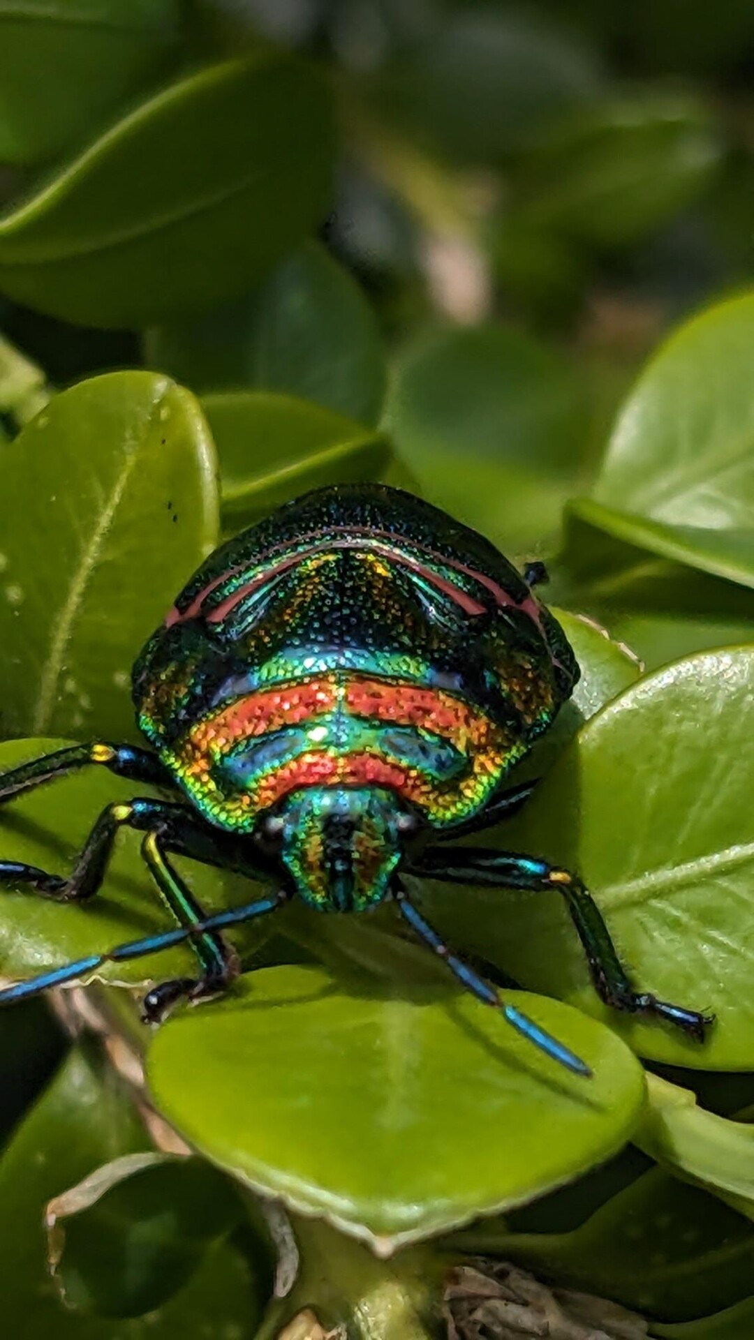 久しぶりに英彦山（南岳） / tonnoさんの英彦山の活動データ | YAMAP / ヤマップ