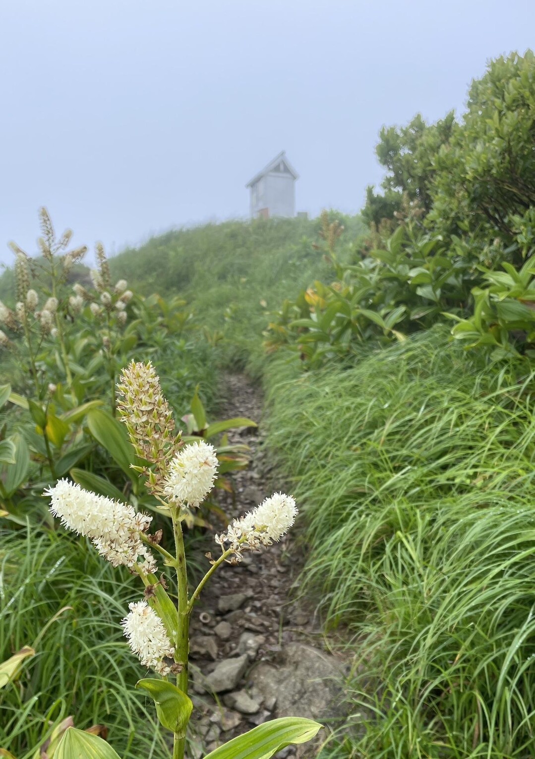 能郷白山 / 68_327さんの能郷白山の活動日記 | YAMAP / ヤマップ