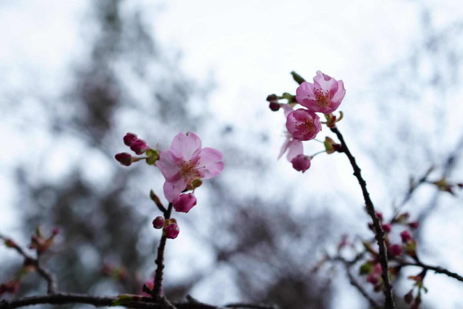 おひさ女山 Wt+6kg / ta2さんの鳴神山・吾妻山の活動日記 | YAMAP / ヤマップ