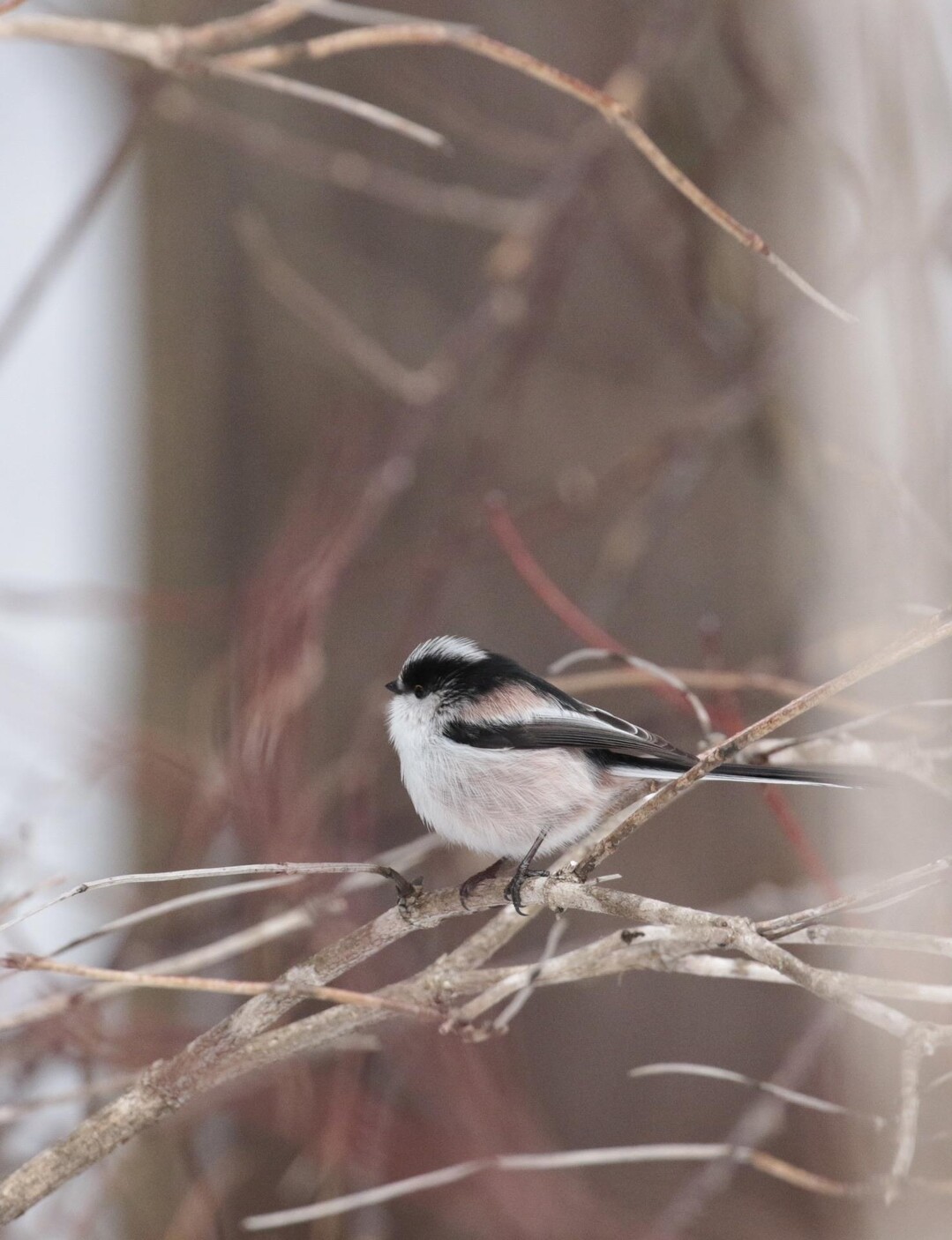 雪歩きしながらの鳥探し。 思ったよりも天... / Rieさんのモーメント | YAMAP / ヤマップ