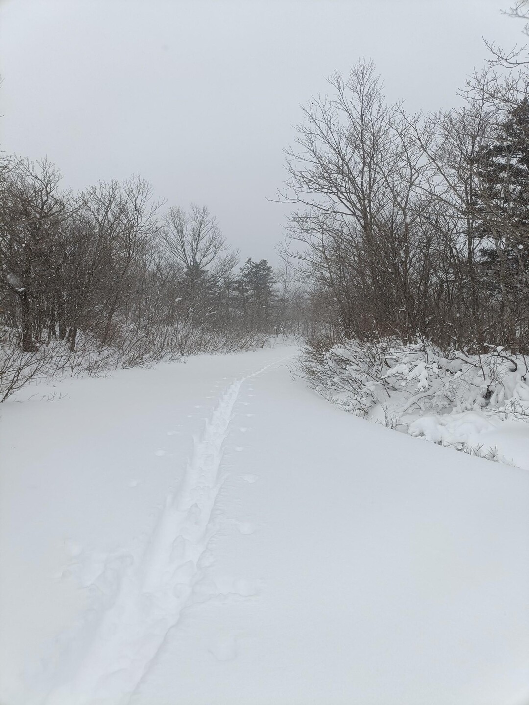 刈田岳 BC（途中まで) / oka-okaさんの蔵王山・雁戸山・不忘山の活動データ | YAMAP / ヤマップ