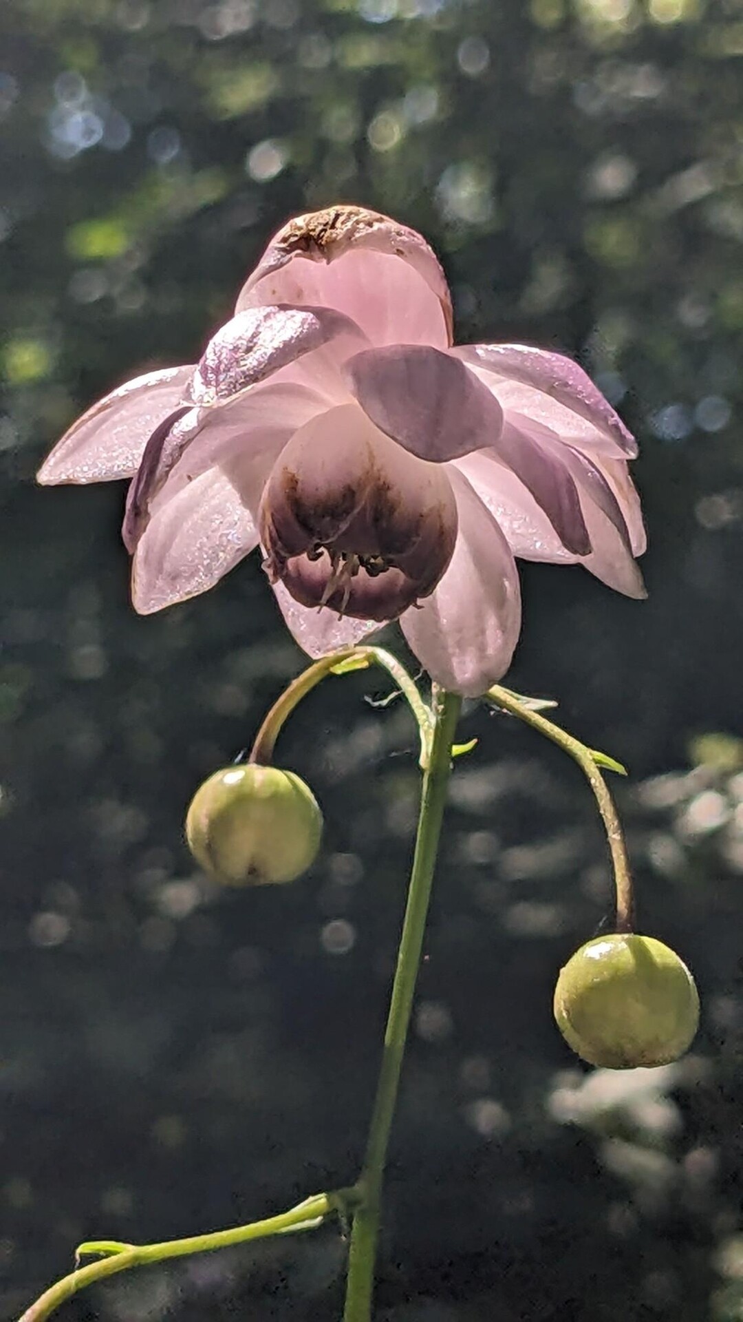 水沢山のレンゲショウマ / ima3さんの榛名山・天狗山・天目山の活動データ | YAMAP / ヤマップ