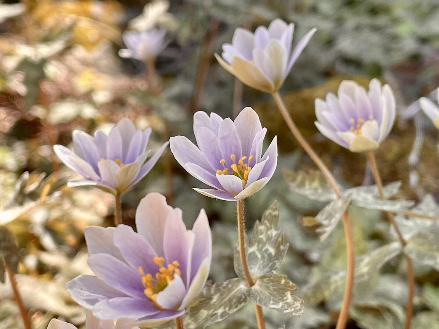 春の妖精「スプリングエフェメラル」とミツマタ / kei.keiさんの金山の活動データ | YAMAP / ヤマップ