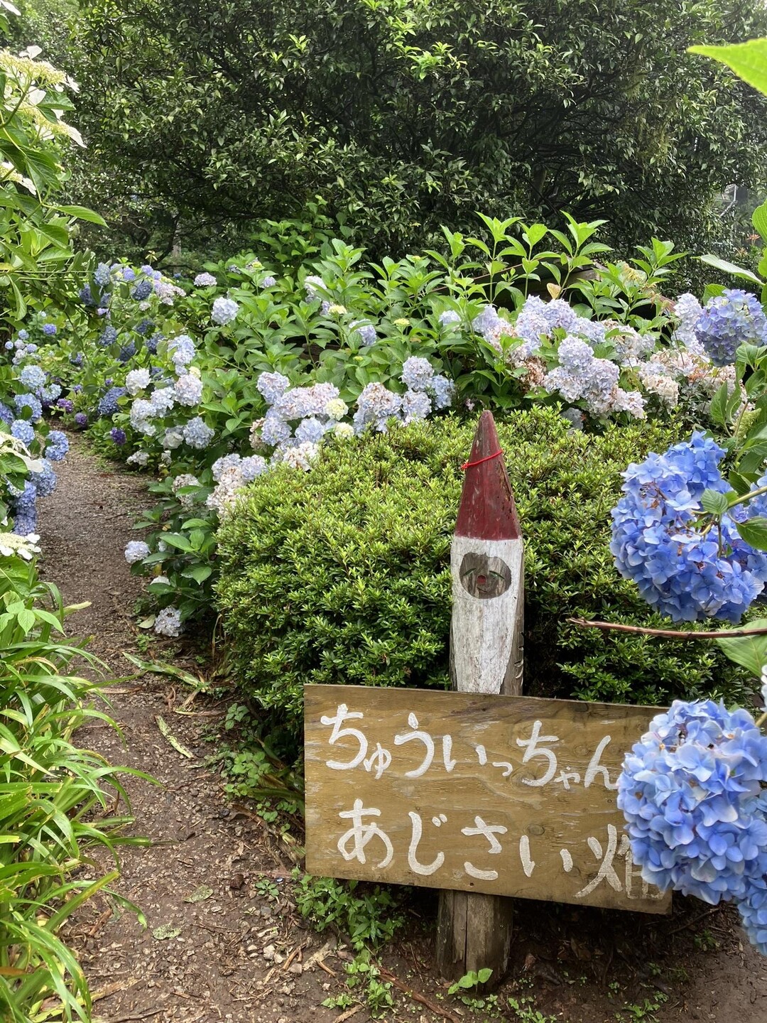 ちゅういっちゃんのあじさい山へ雨登山♪金比羅山から瀬音の湯まで / moricoさんの大岳山・御岳山・御前山の活動データ | YAMAP / ヤマップ