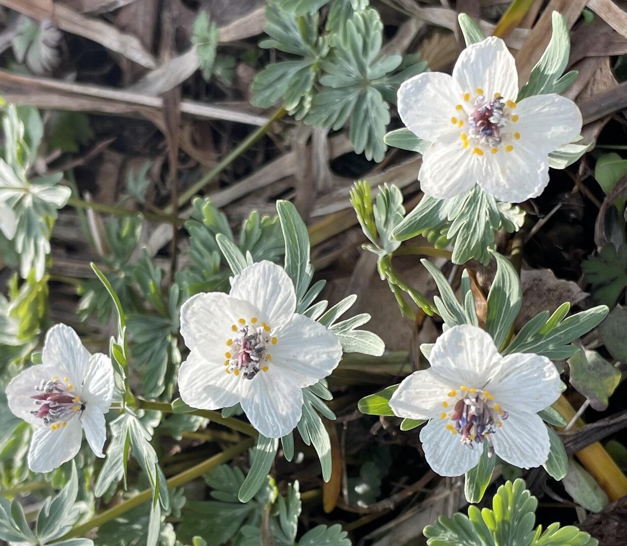 藤原岳・天狗岩・頭陀ヶ平・子向井山 / Bobさんの藤原岳・御池岳の活動データ | YAMAP / ヤマップ