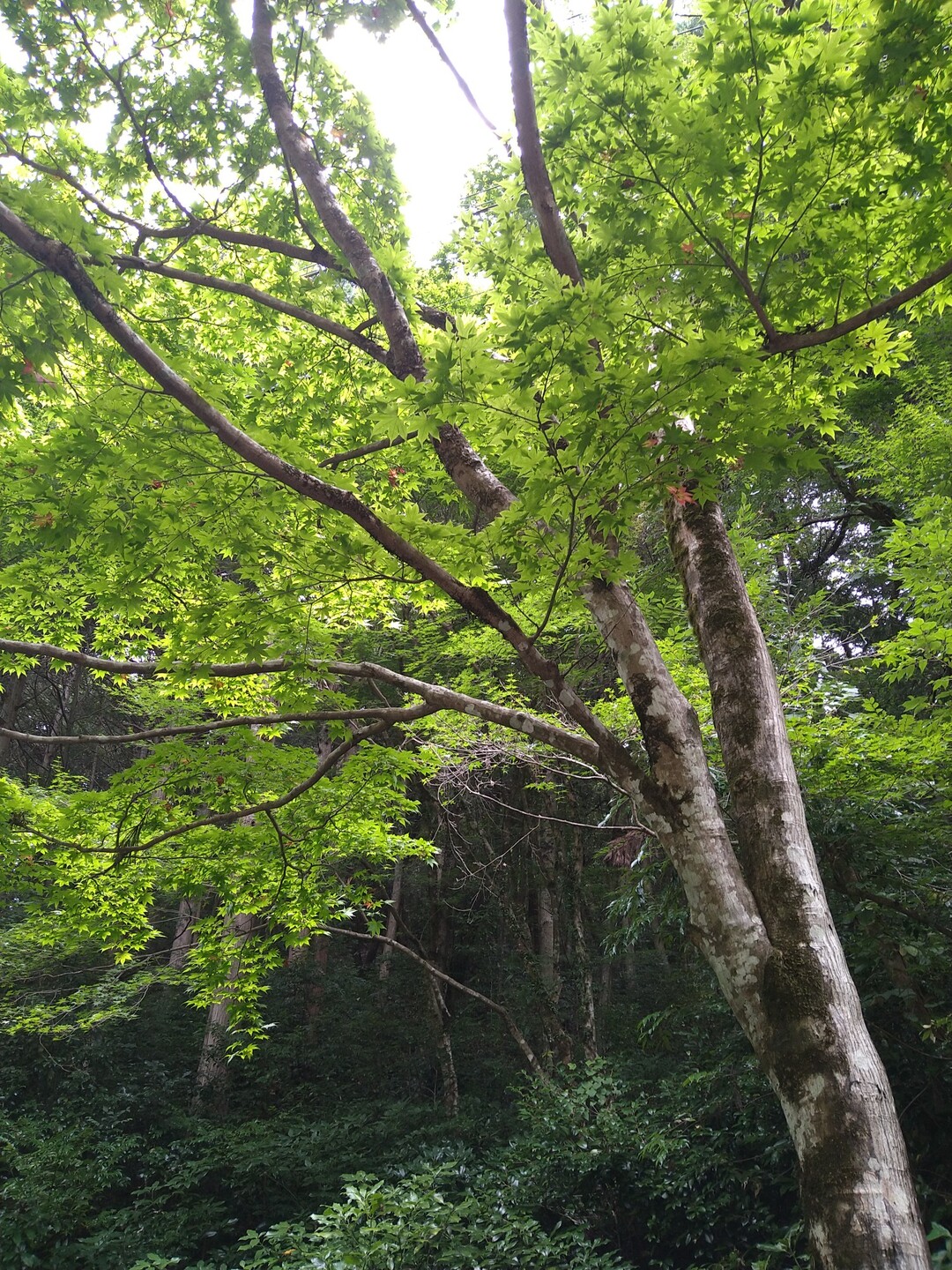 天王山2020.8.6 / ATSUさんの天王山・誕生山の活動データ | YAMAP / ヤマップ