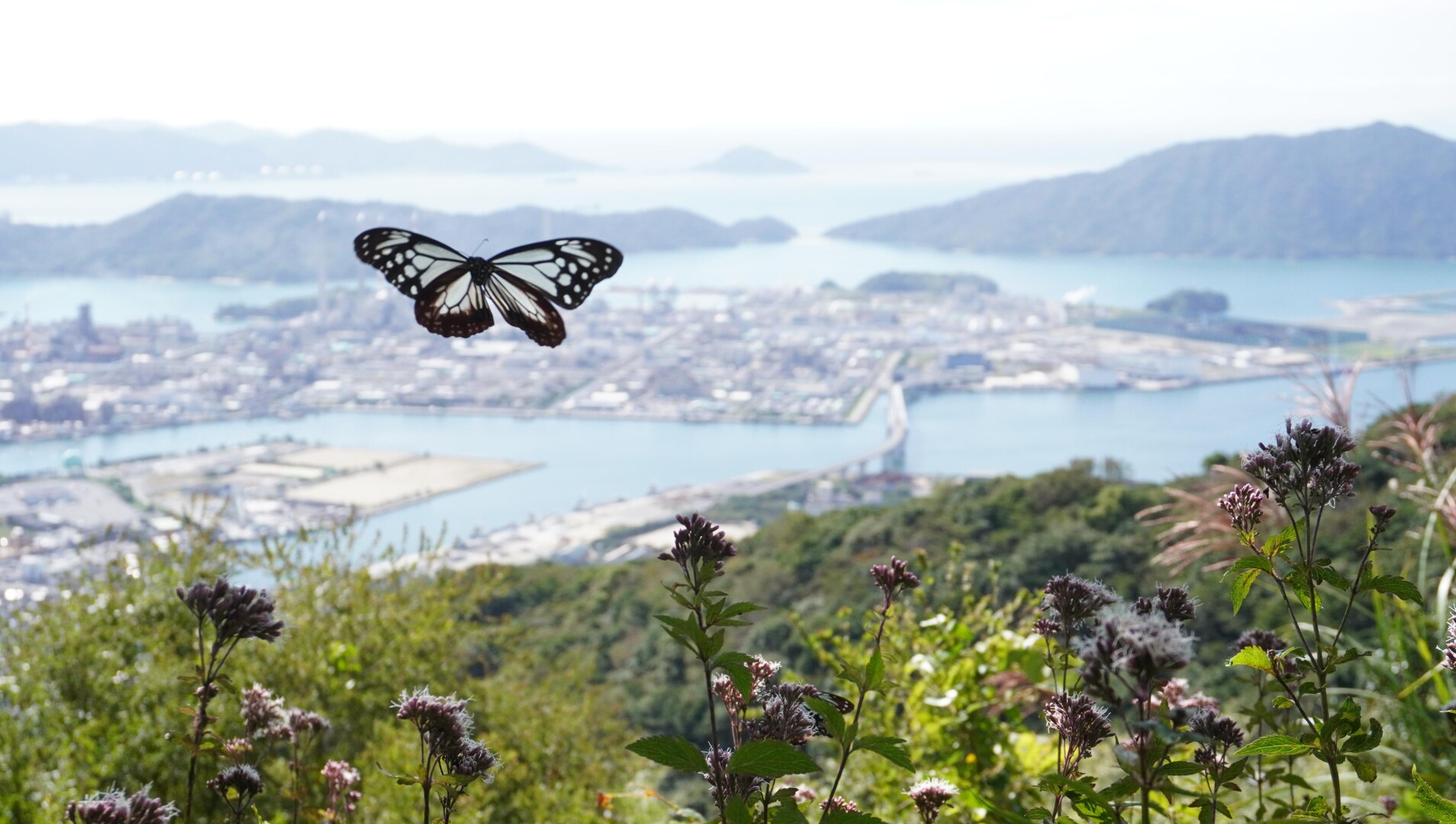嶽山 朝の山歩 R5-46 / Zatoさんの嶽山・若山・四熊ヶ岳の活動データ | YAMAP / ヤマップ