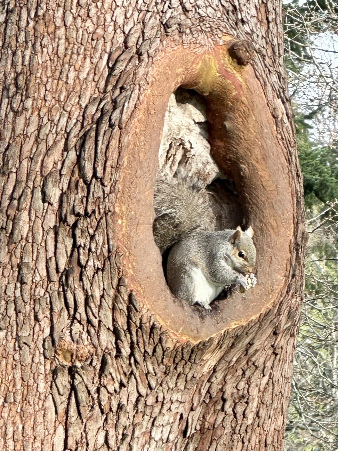 Mount Douglas in Victoria🇨🇦〜登り納め2024〜 / Amyさんのビクトリアの活動データ | YAMAP / ヤマップ