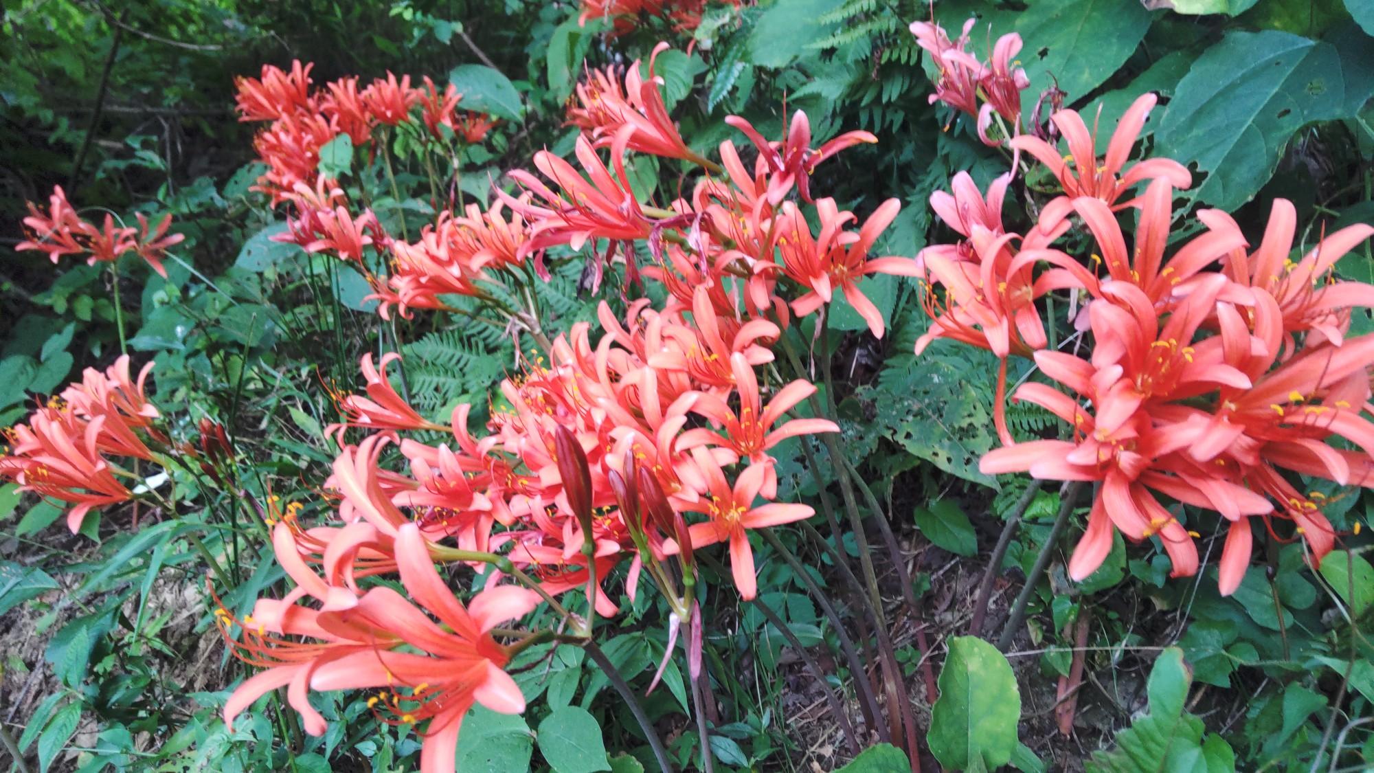 95 文殊山 https://tabib... / てんぐのこさんのモーメント | YAMAP / ヤマップ