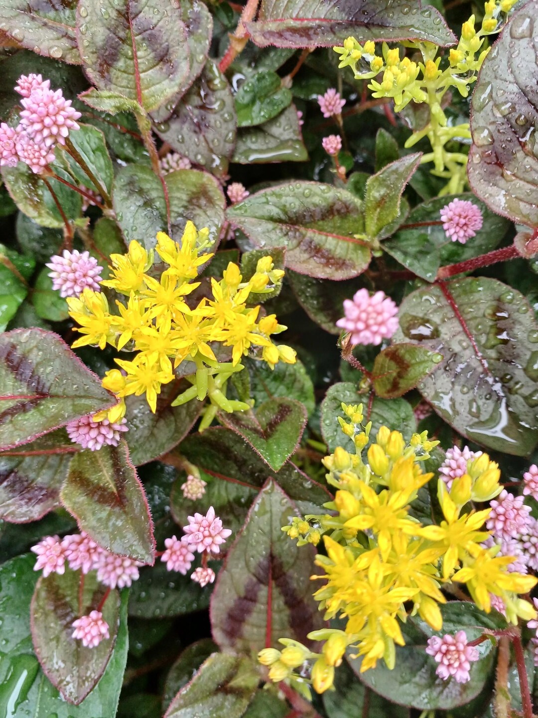 『世の中に〝雑草〟という草は無い。どんな... / hiroさんのモーメント | YAMAP / ヤマップ