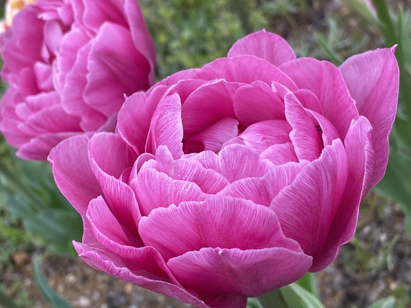 花便りR4 vol.6 今朝の植物園。 ... / kaizaさんのモーメント | YAMAP / ヤマップ