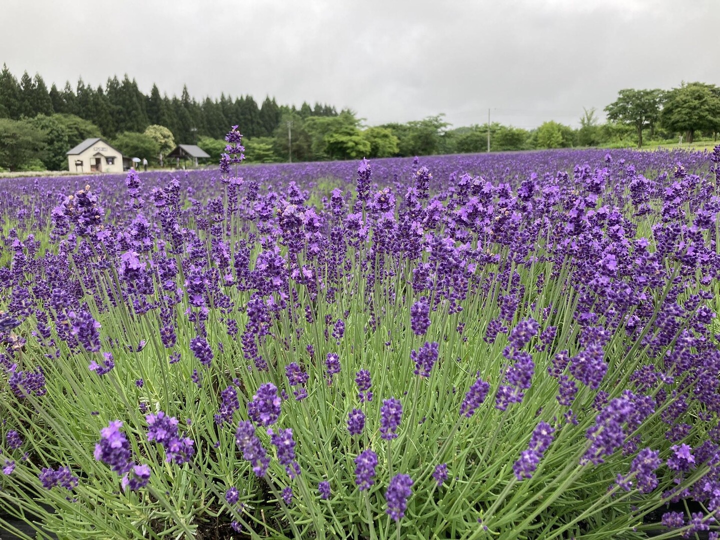 美郷町のラベンダー園へ 美郷雪華〔白い... / ak,snowさんのモーメント | YAMAP / ヤマップ