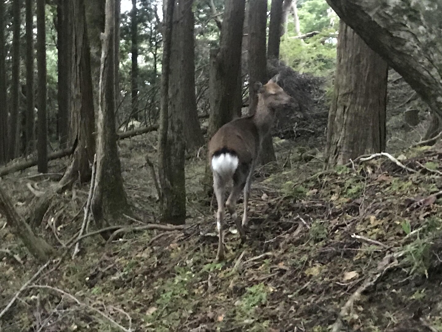 第5弾！！ 初の塔ノ岳・丹沢山へ 大倉尾根を登れるか？ / Rikuさんの塔ノ岳・丹沢山・蛭ヶ岳の活動データ | YAMAP / ヤマップ