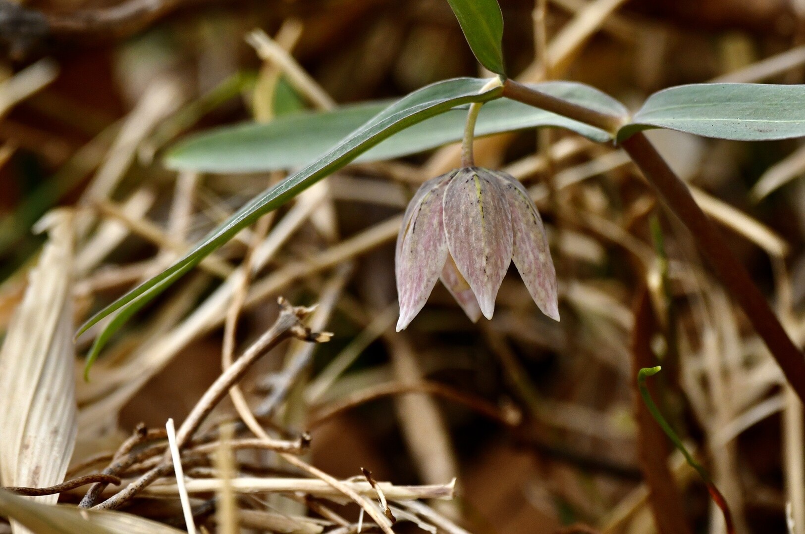 カイコバイモ 22.03.13 八王子... / TAKKUNさんのモーメント | YAMAP / ヤマップ