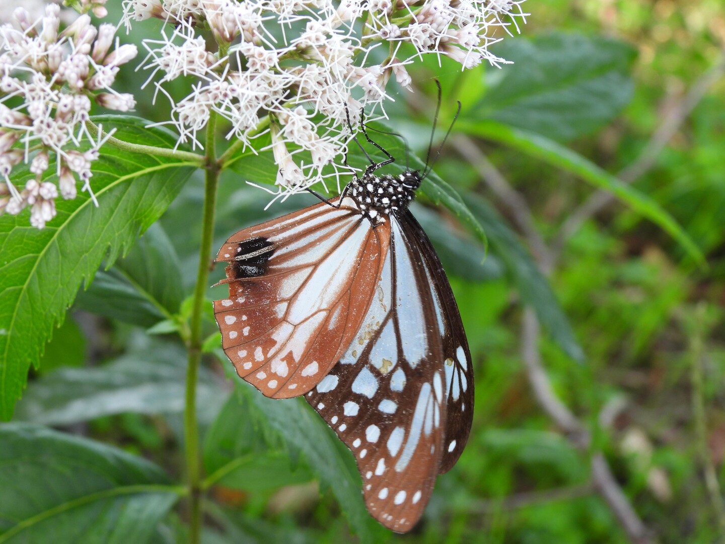 今日は渡良瀬遊水地でG⛅。りっぱなカメラ... / 谷山さんのモーメント | YAMAP / ヤマップ