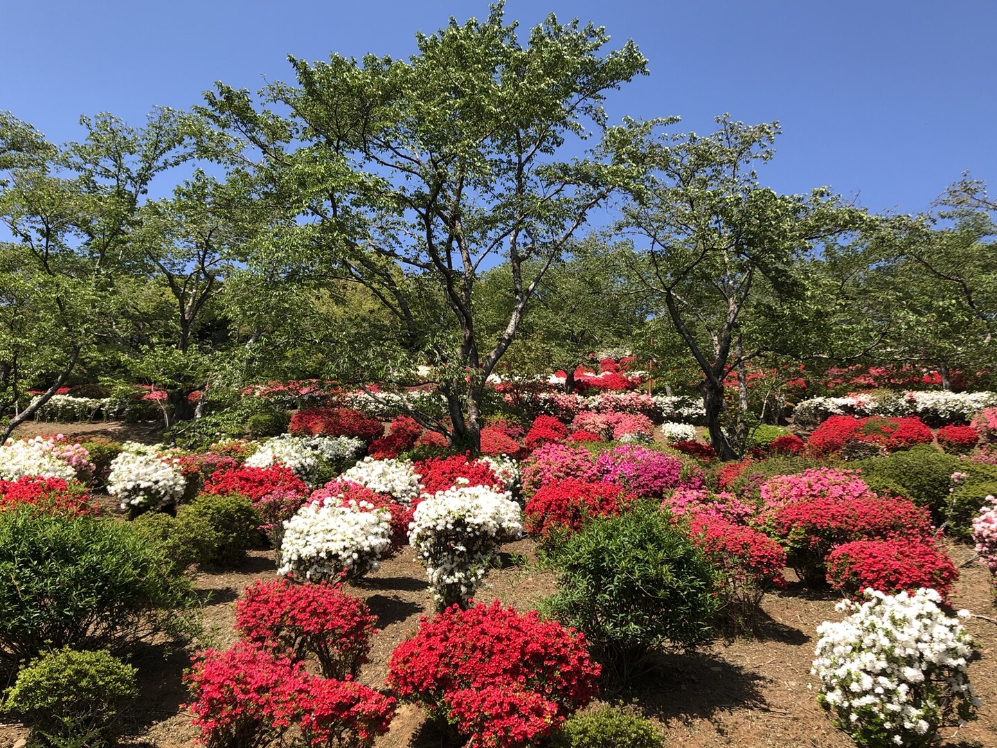 花だらけの週末、山鹿市の日輪寺のツツジも... / yasuさんのモーメント | YAMAP / ヤマップ
