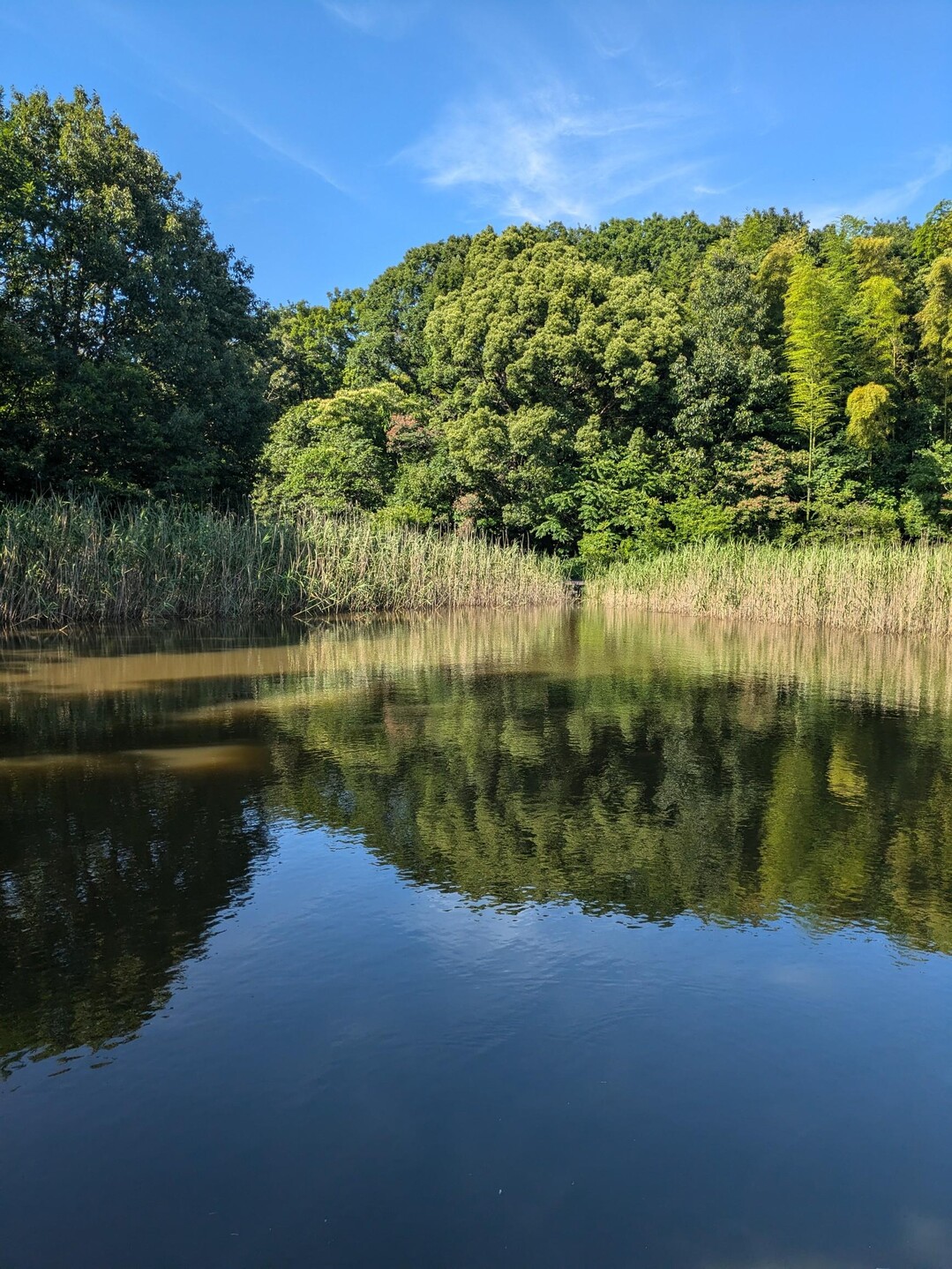 根岳・ロバの背山・親鸞山 / Hiro-Tさんの根岳・親鸞山の活動データ | YAMAP / ヤマップ