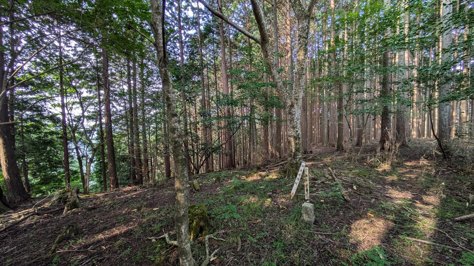 458.1m、410m点-2024-08-03 / ko usさんの三国山・大洞山・不老山の活動データ | YAMAP / ヤマップ