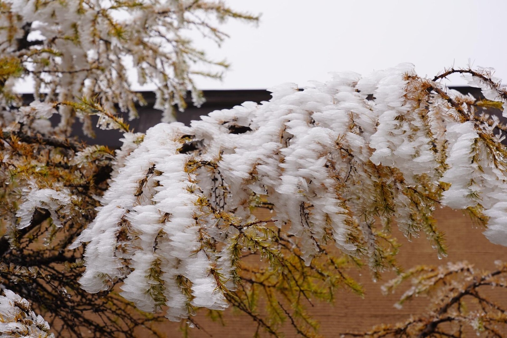 霧氷がたくさん〜牛伏山・美ヶ原（王ヶ頭）〜 / Mt.ZAKIさんの美ヶ原の活動データ | YAMAP / ヤマップ