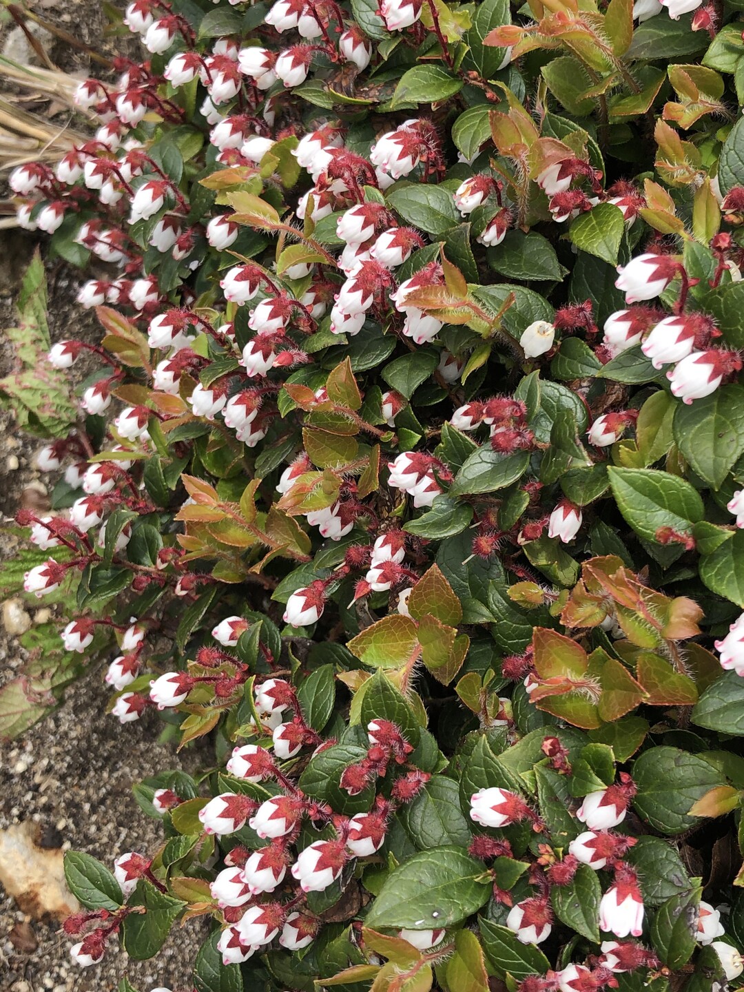 水後山・鎌ヶ峰・大日ヶ岳 / victorioさんの大日ヶ岳・毘沙門岳の活動データ | YAMAP / ヤマップ