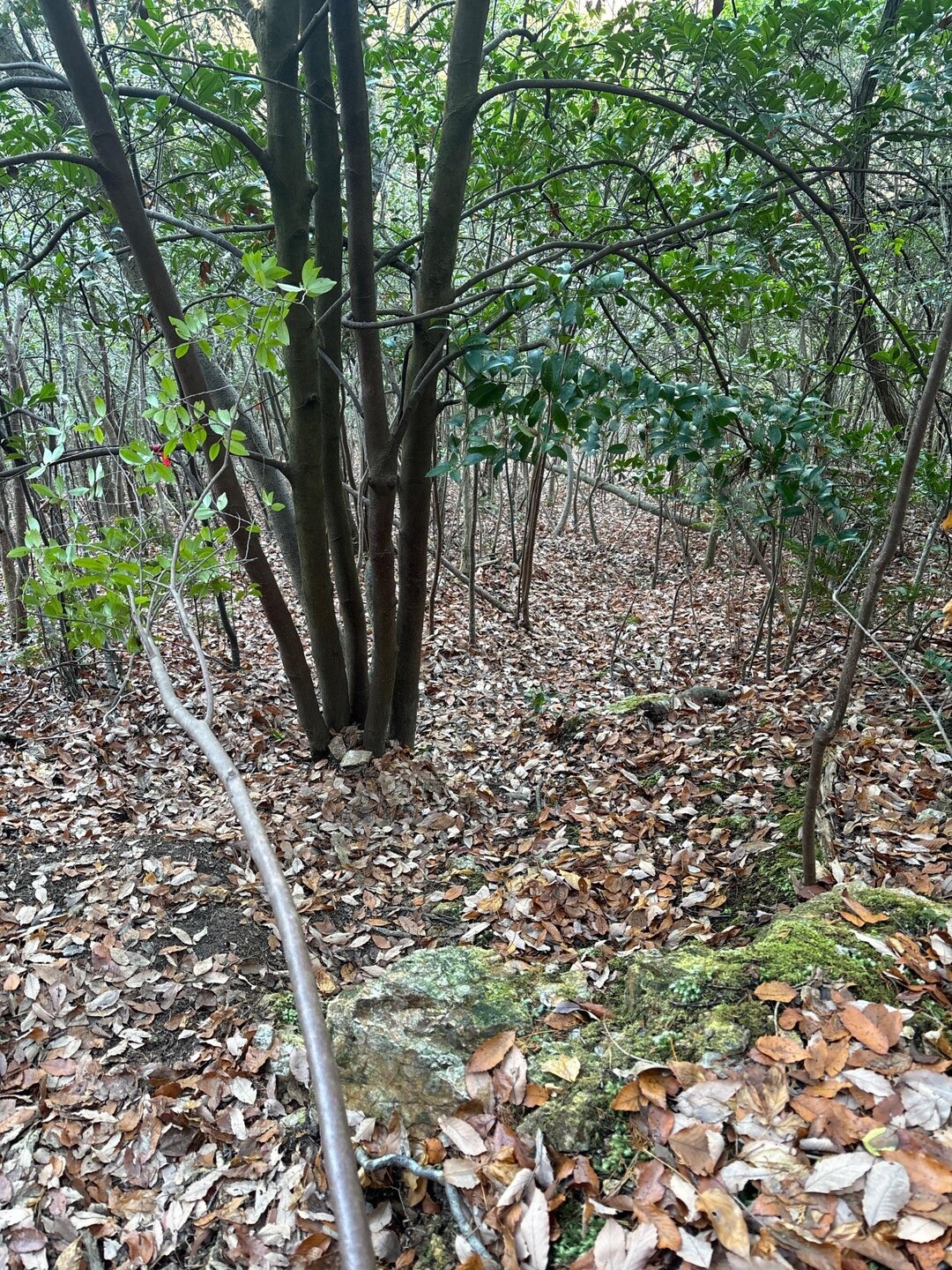 ﾊｯﾋﾟｰ٩(ˊᗜˋ*)وreiさんの投稿したフィールドメモ | YAMAP / ヤマップ