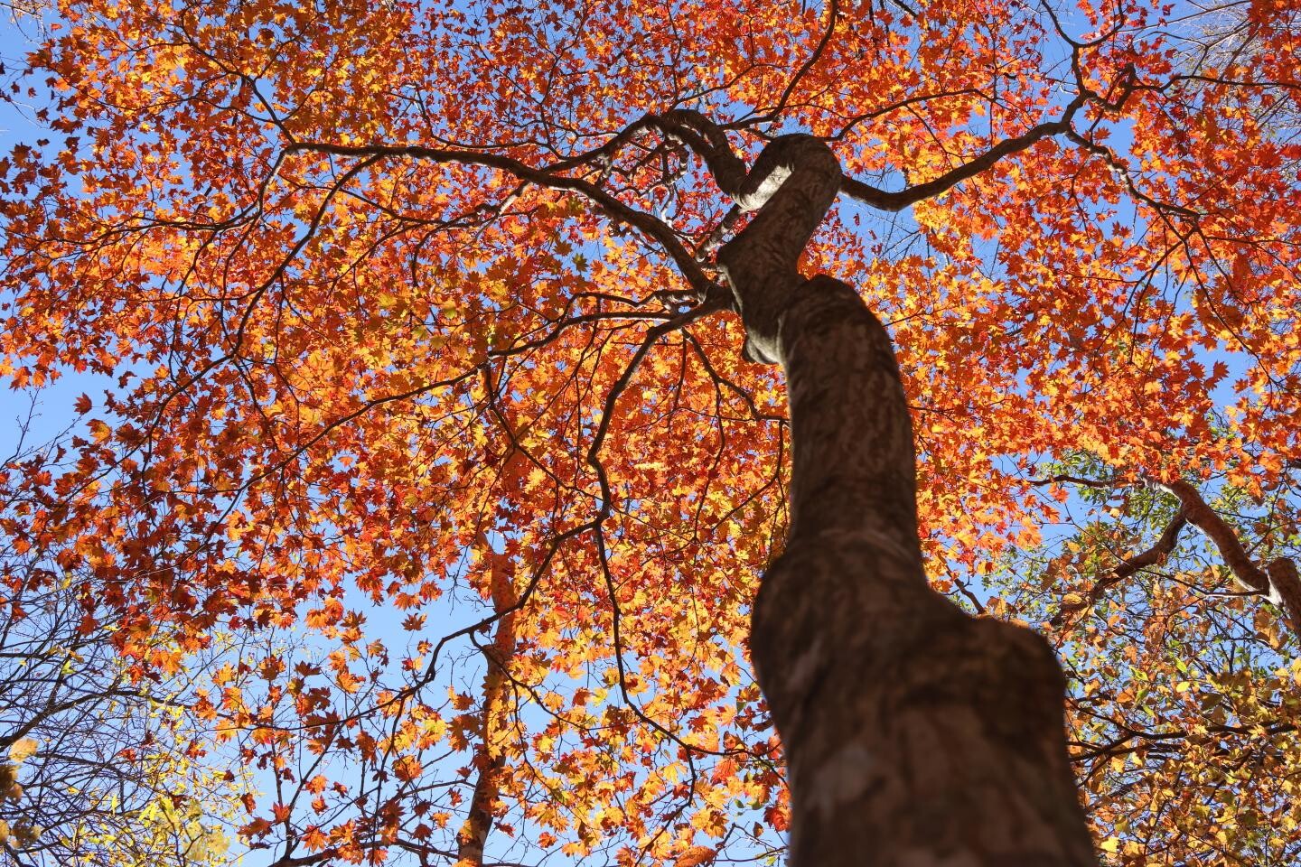 日向岳自然観察路で紅葉狩り / miippさんの由布岳・鶴見岳の活動データ | YAMAP / ヤマップ