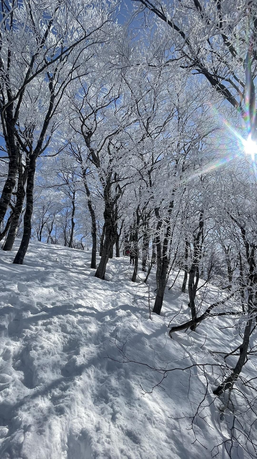 銀杏峯 / yanaponさんの銀杏峰・部子山の活動データ | YAMAP / ヤマップ