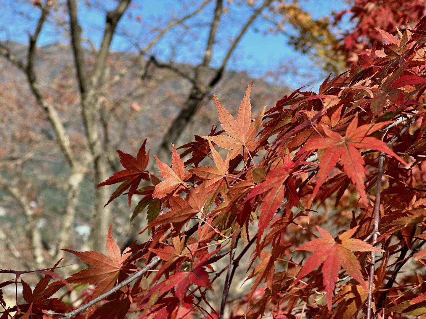 箱根の紅葉🍁金時山 / Beniさんの金時山・明神ヶ岳の活動データ | YAMAP / ヤマップ
